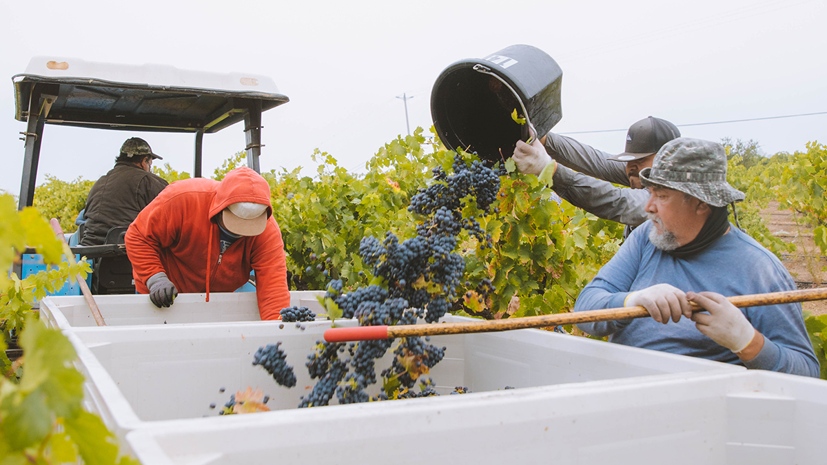 Pedroncelli Winery | Winemaking